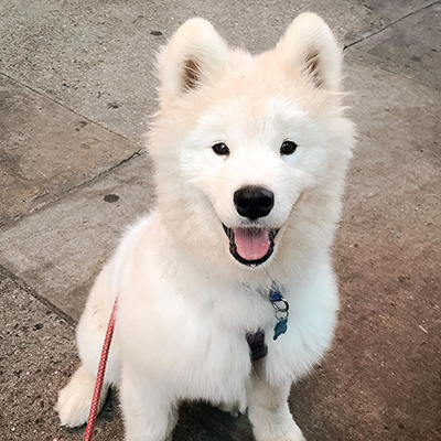 Boomer the Landcloud - Agent, Manager, Publicist Contact Info